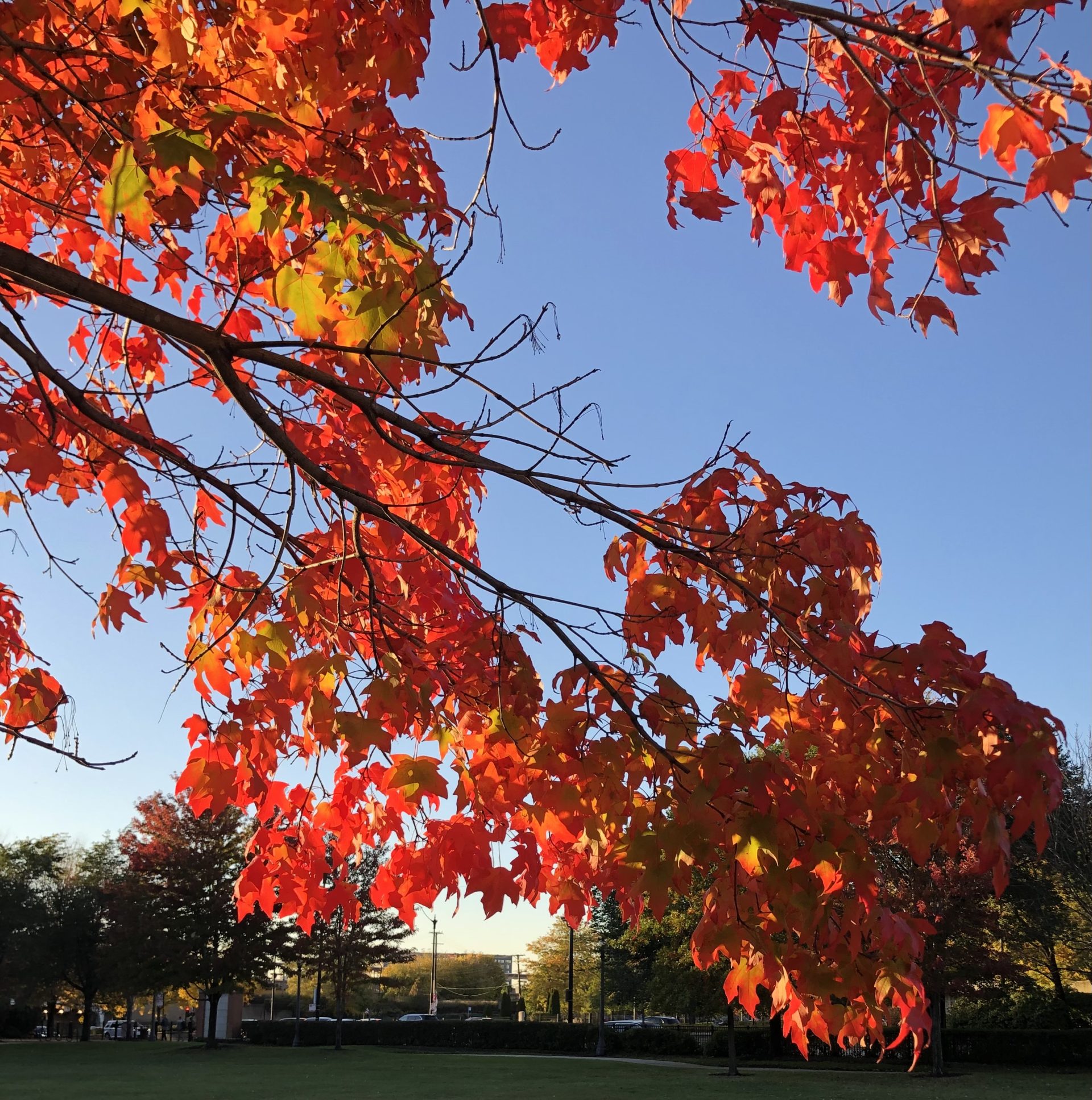 S.L. Harris | PseudoPod